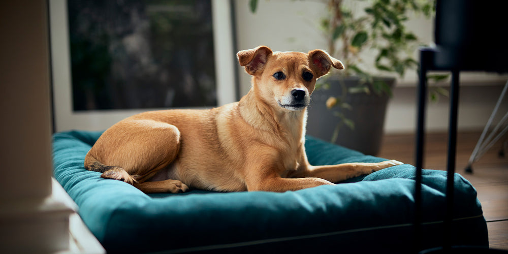 BALKIS - Original Dogbeds